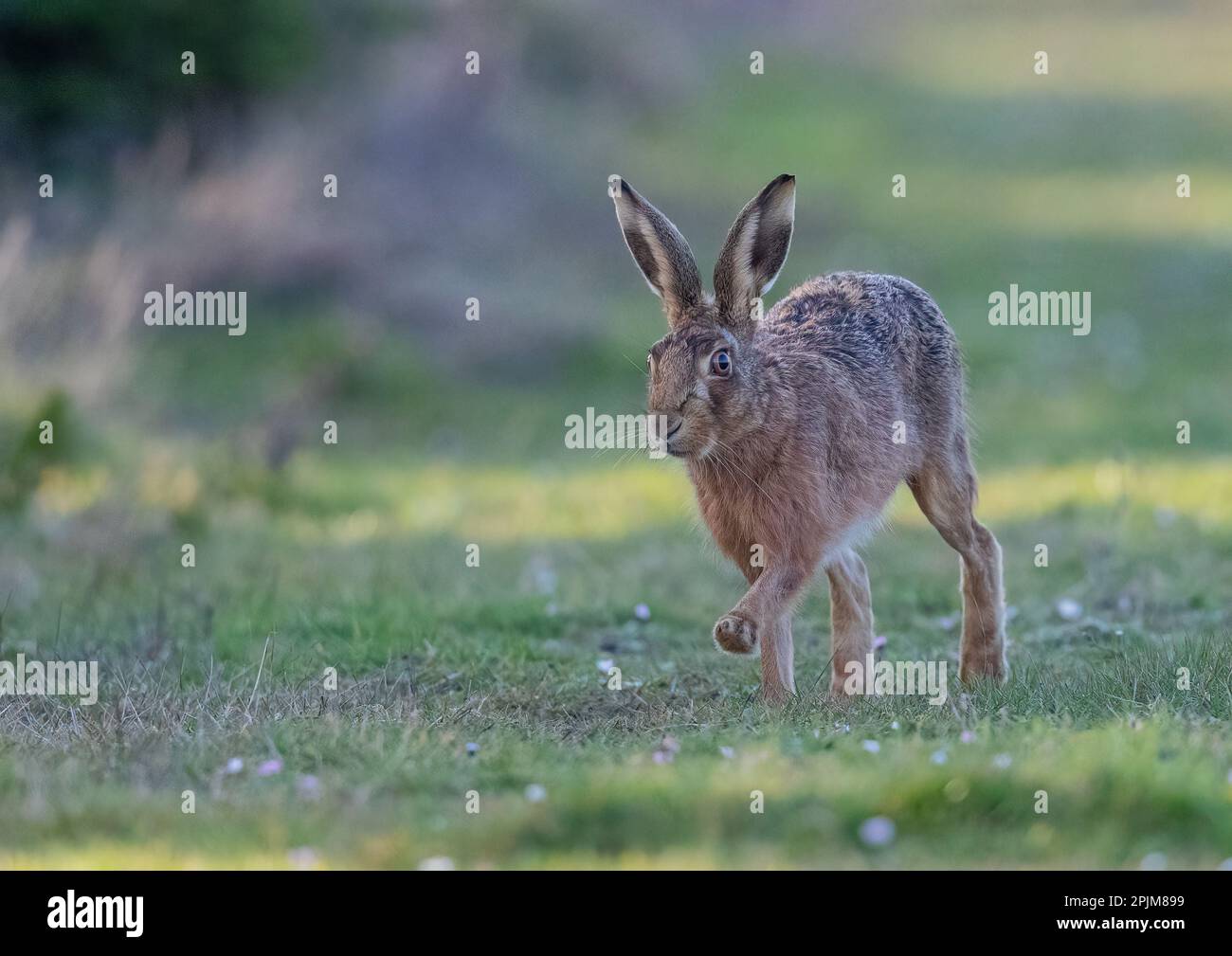 A close up detailed shot of a wild Brown Hare( Lepus europaeus) with ...