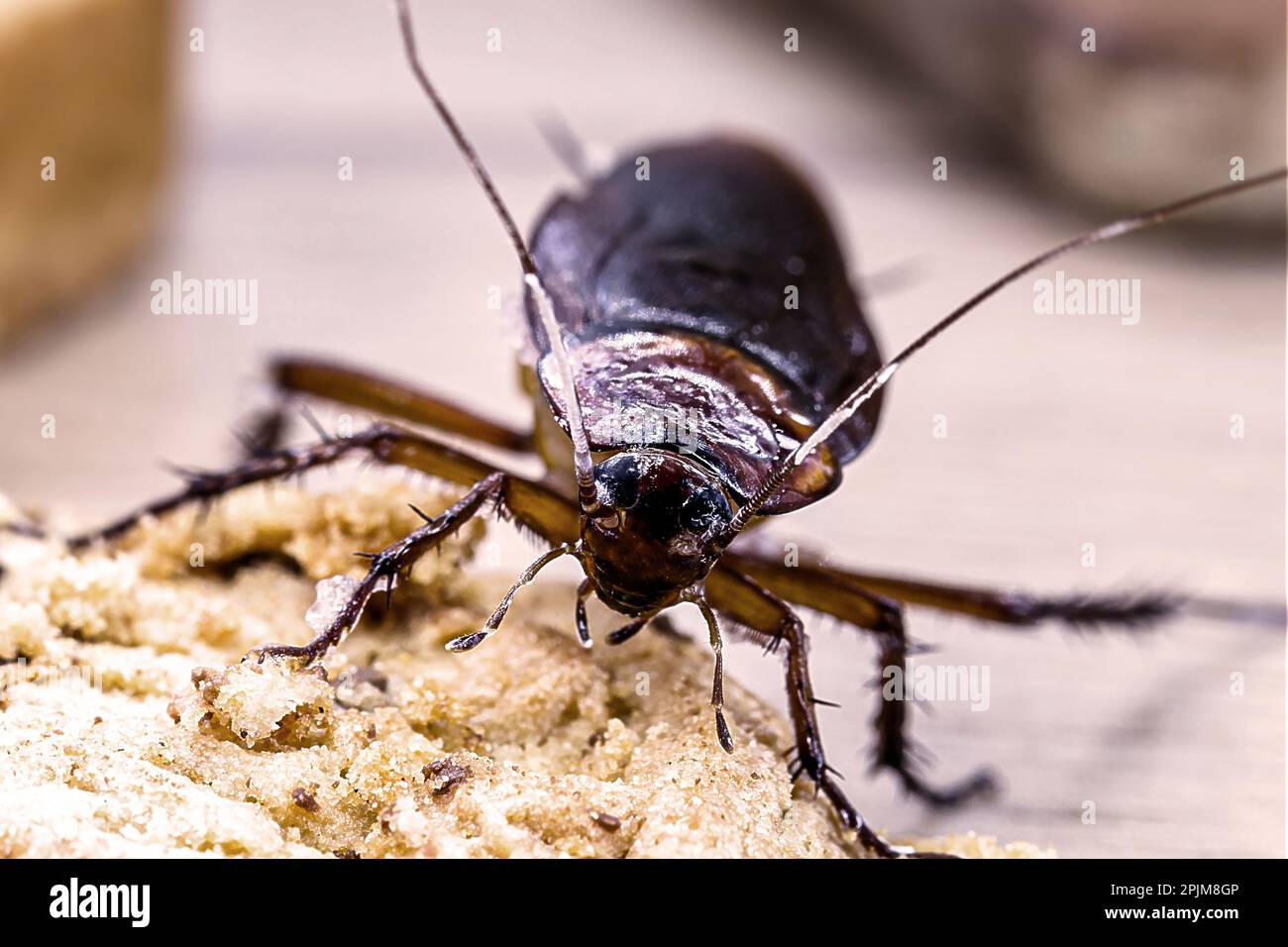 Common cockroach, red and black, feeds on scraps of food on table ...