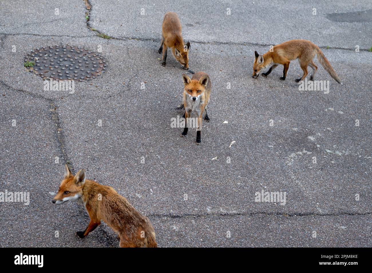 Family of foxes Stock Photo - Alamy