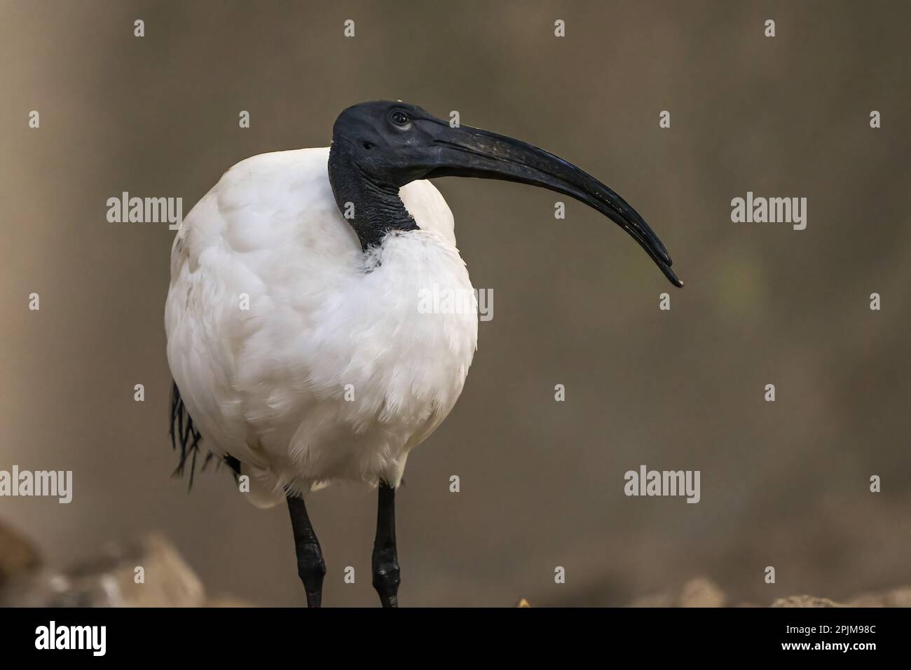 A close-up shot of a Malagasy sacred ibis with a long beak on a blurred ...
