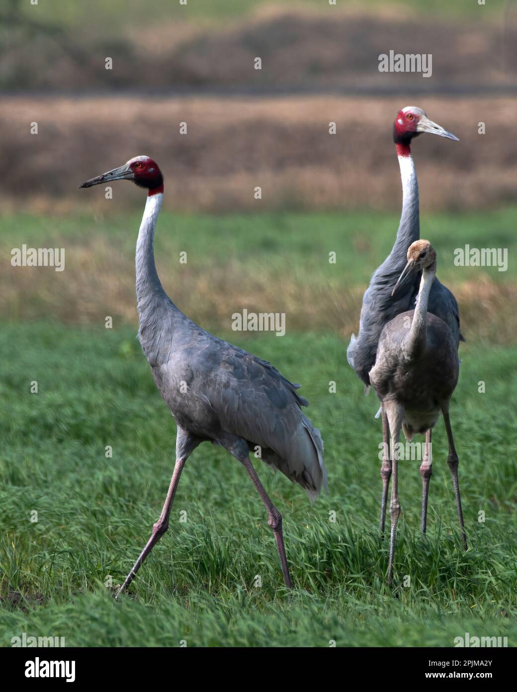 Sarus crane (Antigone antigone), a large nonmigratory crane and tallest ...