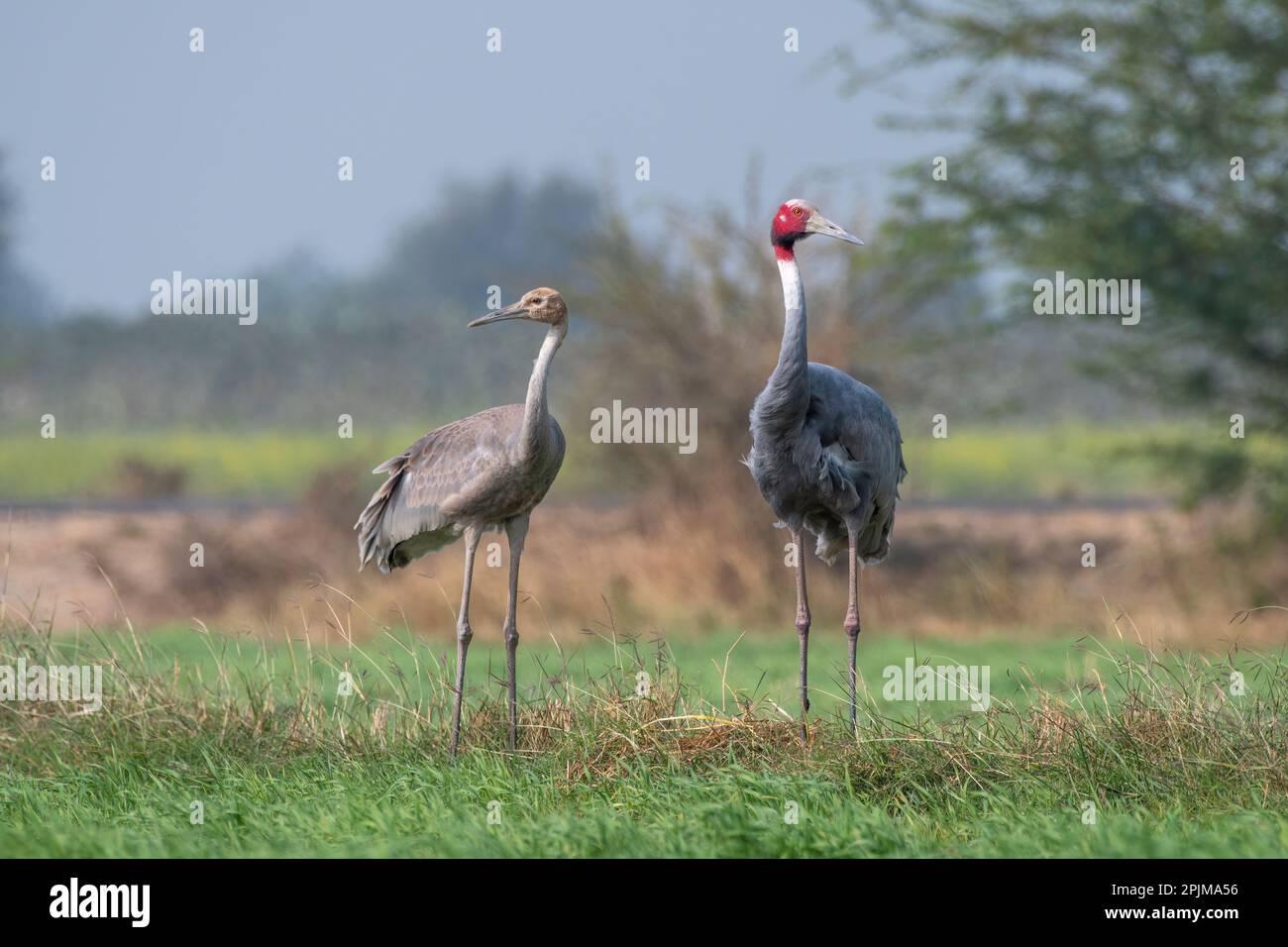 Sarus crane (Antigone antigone), a large nonmigratory crane and tallest ...