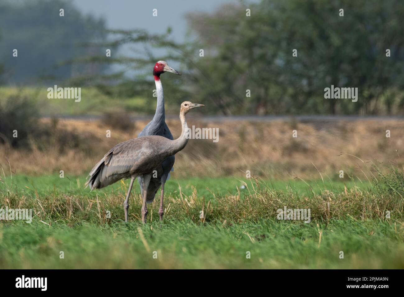 Sarus crane (Antigone antigone), a large nonmigratory crane and tallest ...
