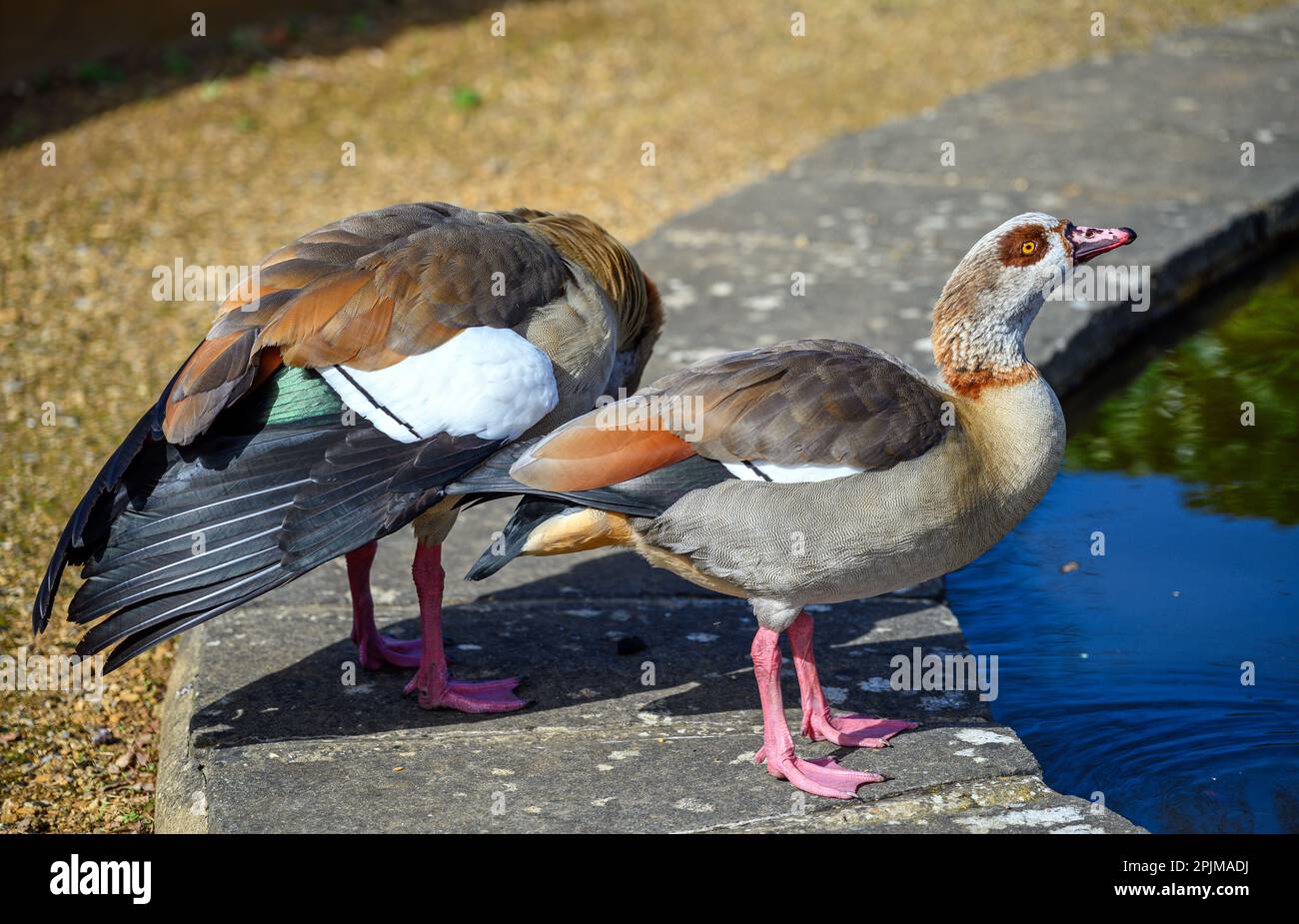 Exotic geese hi-res stock photography and images - Alamy