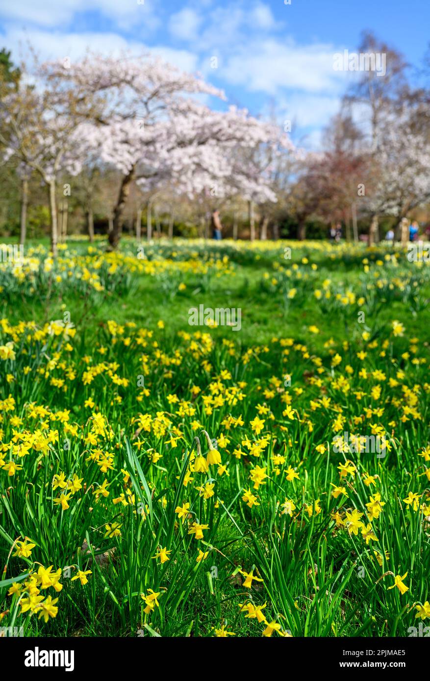 Daffodils in a public park with trees. Yellow flowers and pink blossom ...