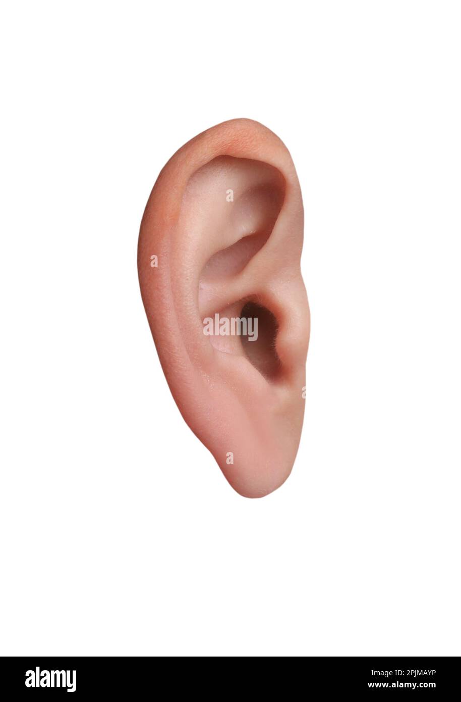 Human ear isolated on white. Organ of hearing and balance Stock Photo ...