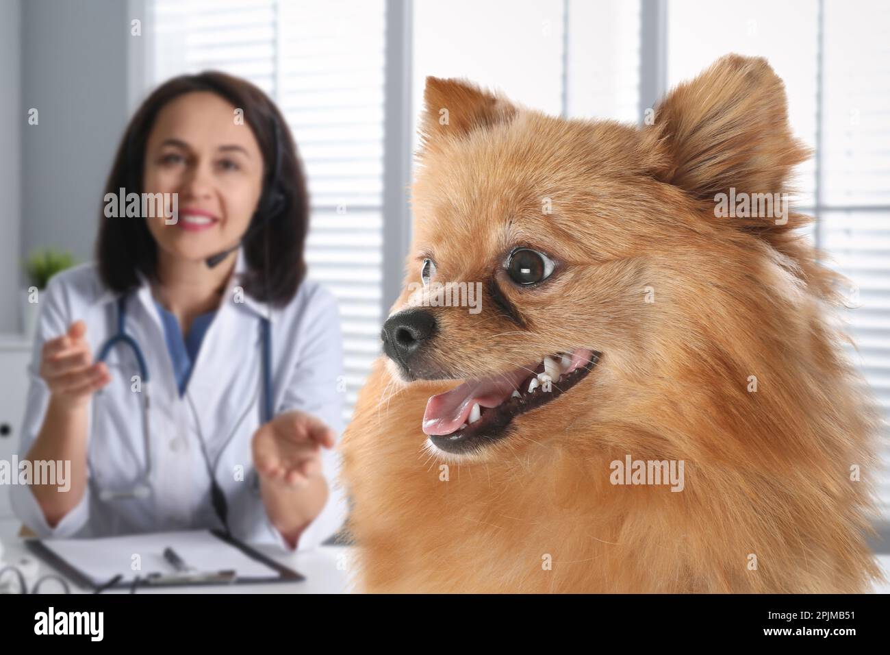 Veterinarian doc with adorable dog in clinic Stock Photo - Alamy