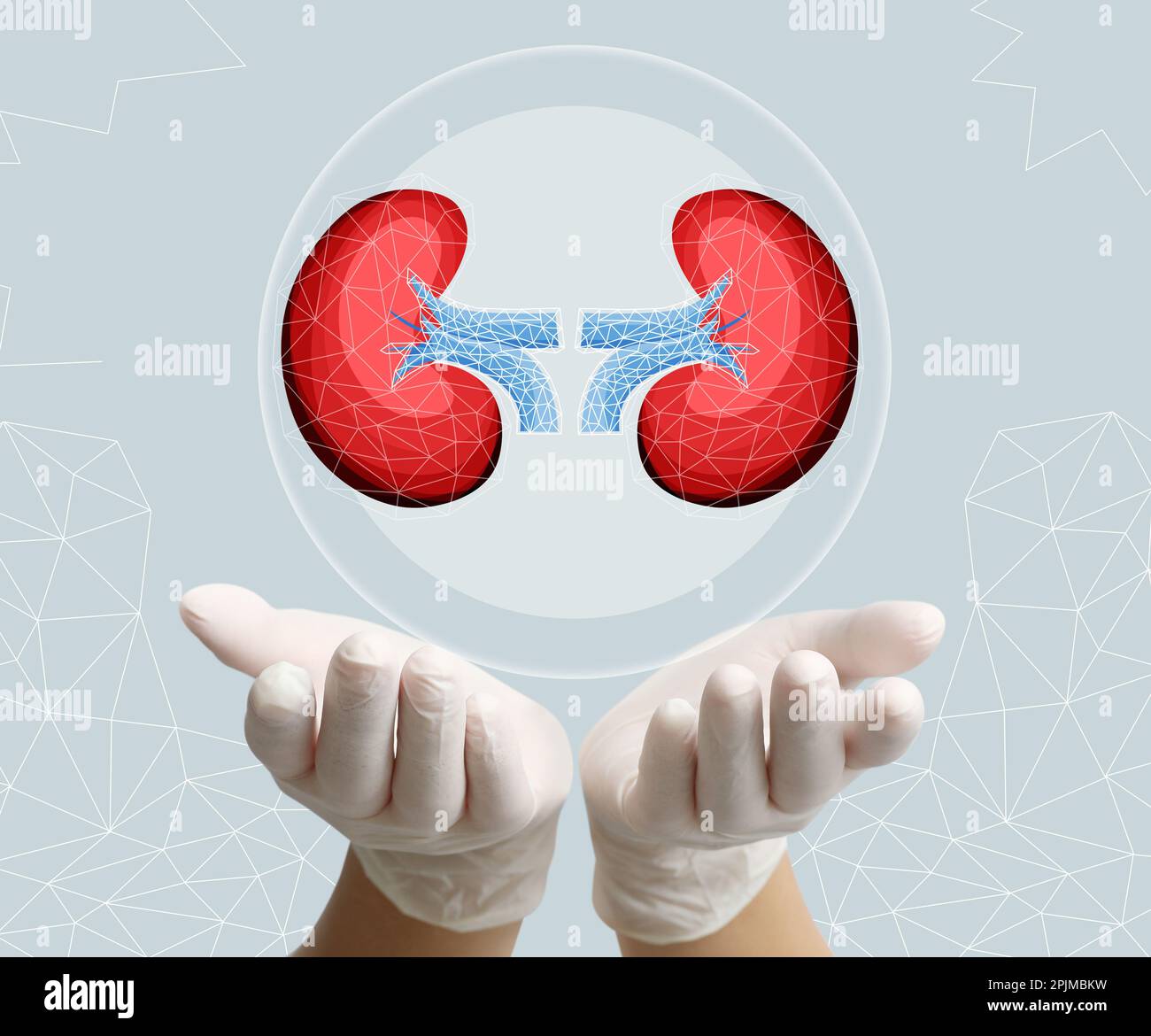 Closeup view of doctor and illustration of kidneys on light background ...