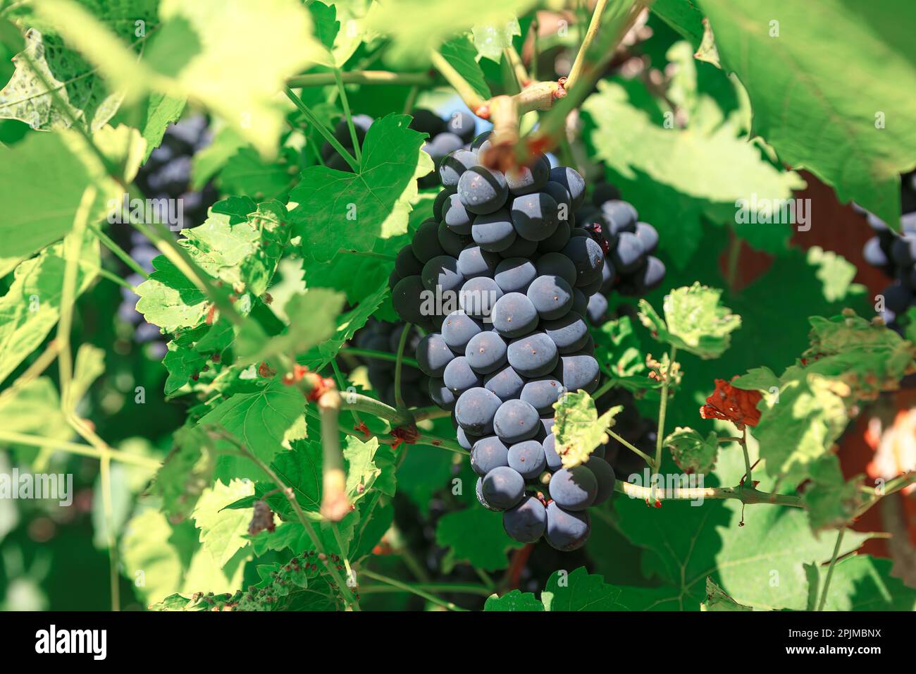 Growing Grapes for Making Homemade Wine . Cluster Organic Wines Stock ...