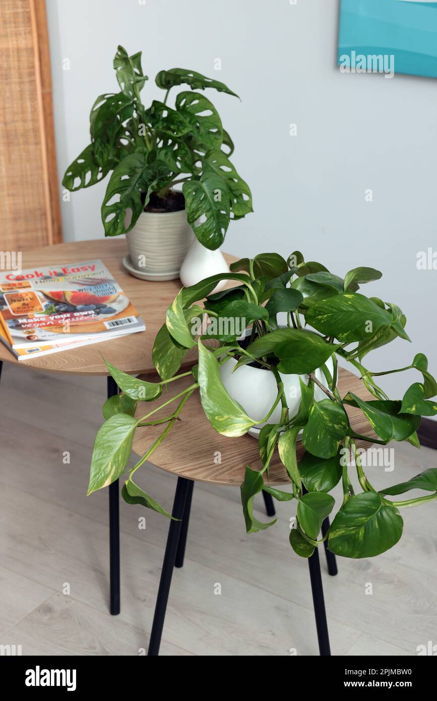 Beautiful house plants and magazines on wooden table indoors. Home ...