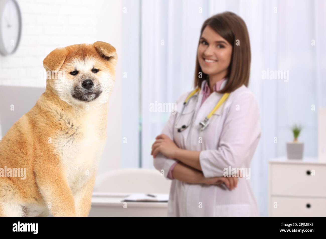 Veterinarian doc with adorable dog in clinic Stock Photo - Alamy