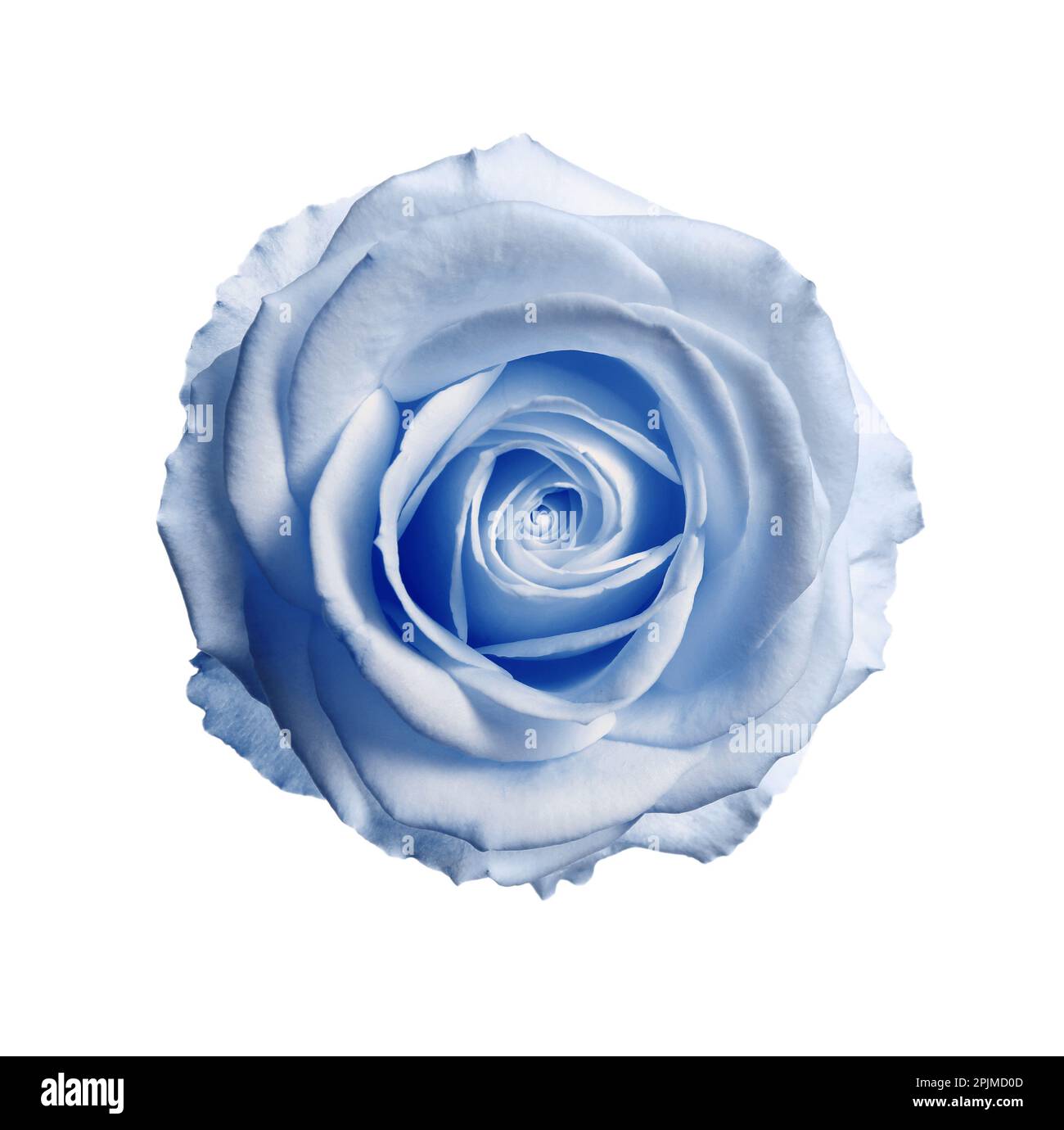 Beautiful blooming light blue rose on white background Stock Photo - Alamy