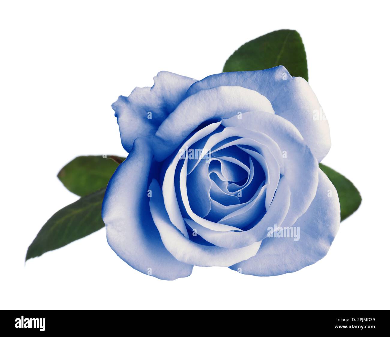 Beautiful blooming light blue rose on white background Stock Photo - Alamy