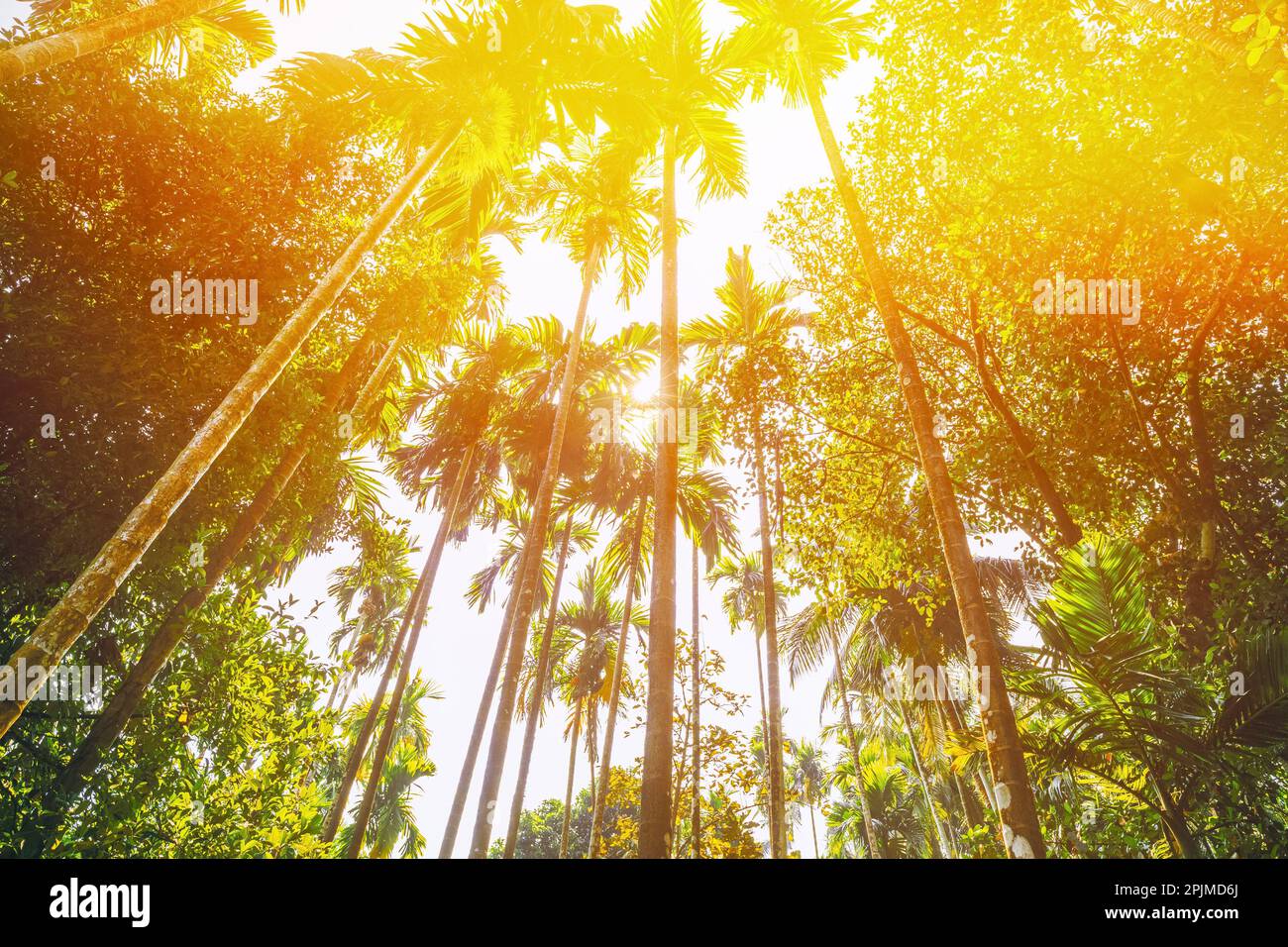 Goa, India. Scenic View Bright Sunbeams Of Sun Shine Through Tropical ...