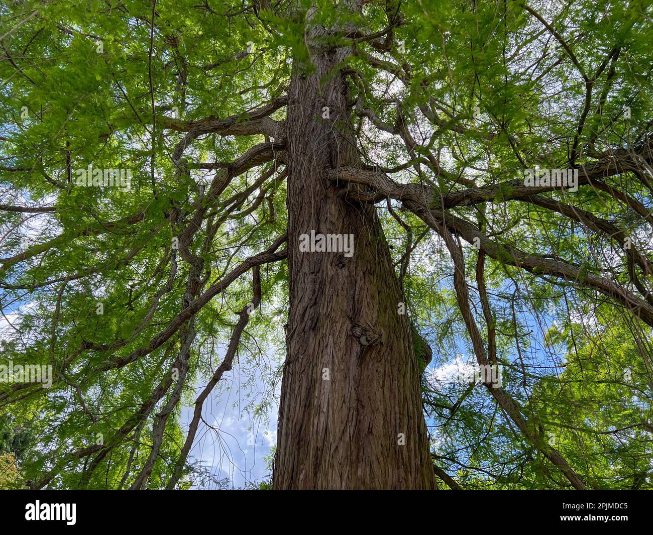 Beautiful tall tree with green leaves in park, low angle view Stock ...