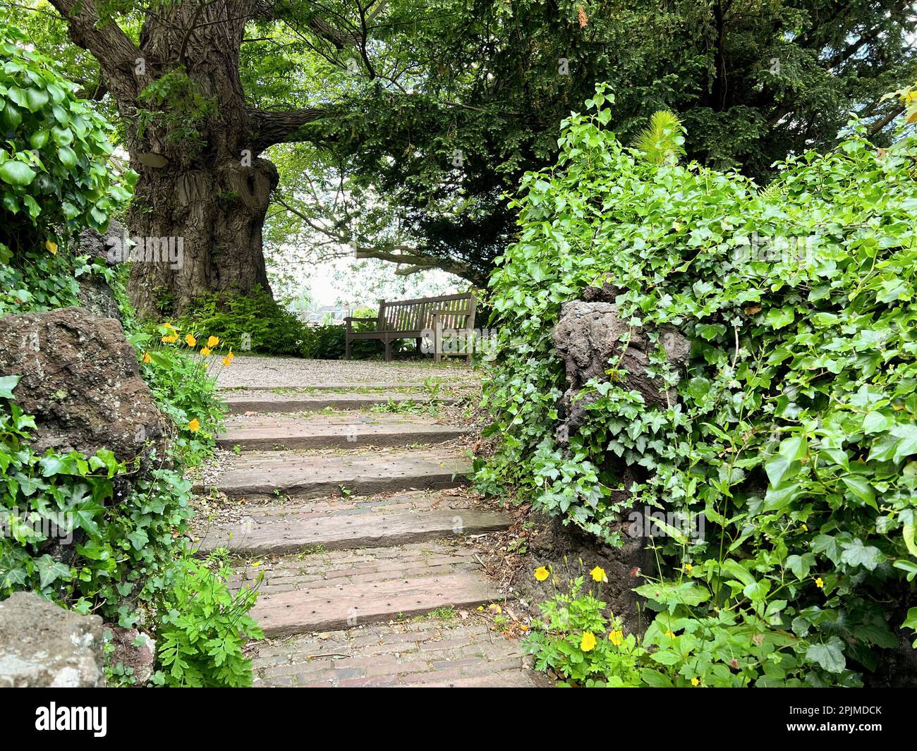 View of pathway going through park with beautiful green plants Stock ...