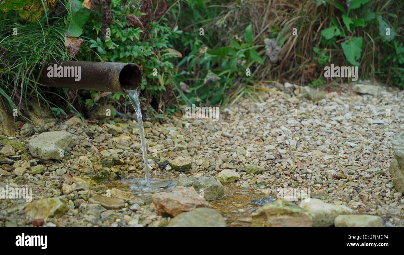 In the depths of the forest park, next to the path where tourists walk ...