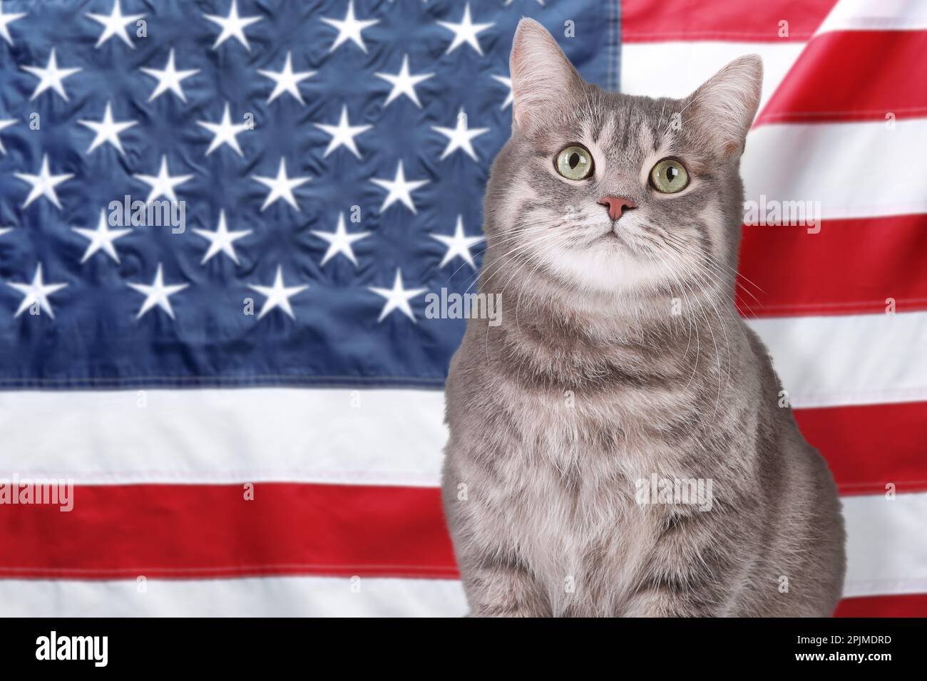 Cute cat against national flag of United States of America Stock Photo ...
