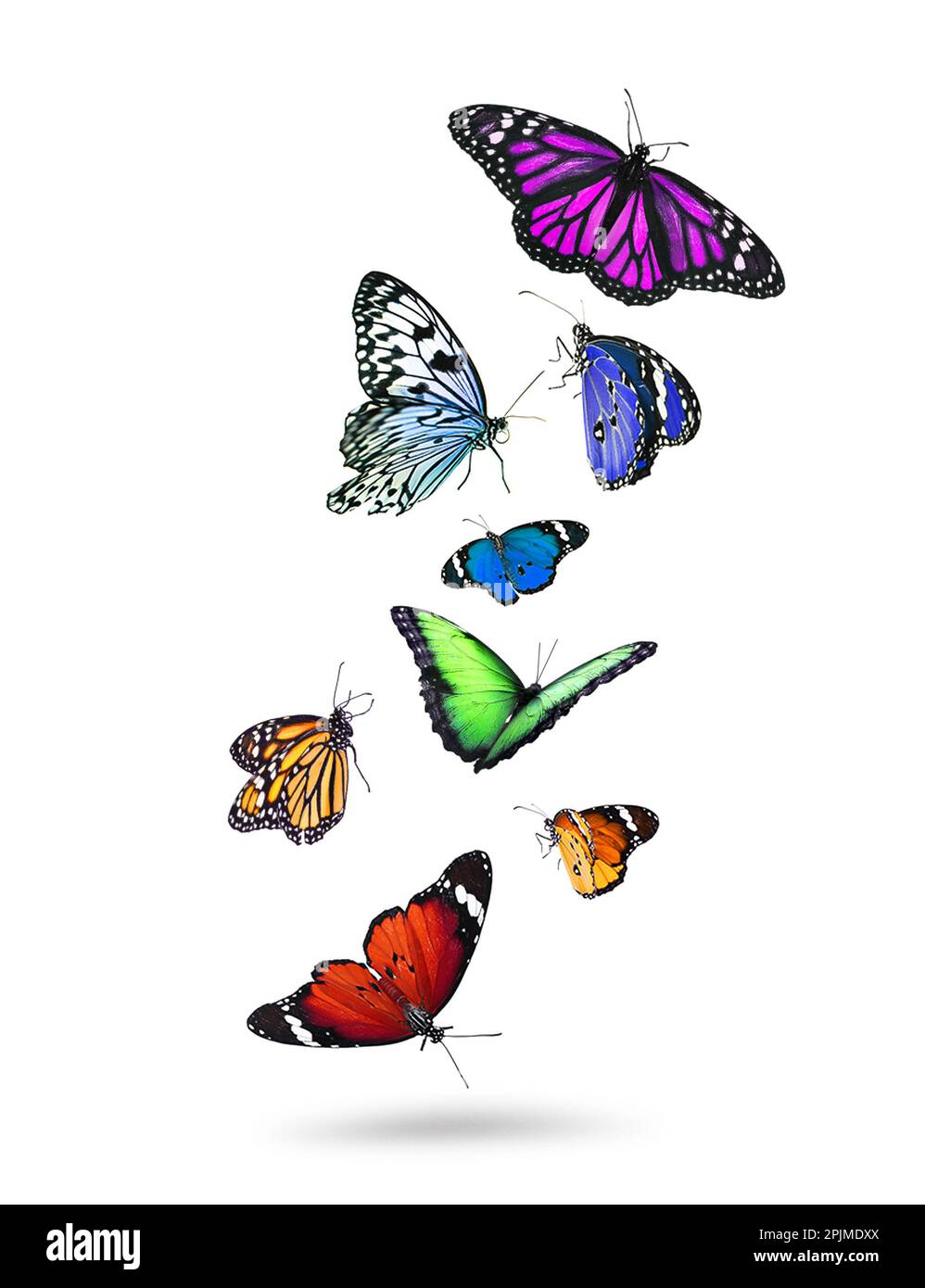 Real Colorful Butterfly Flying