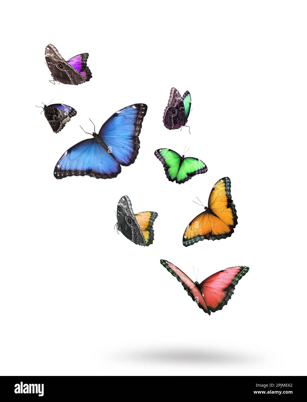 Many beautiful colorful butterflies flying on white background Stock ...