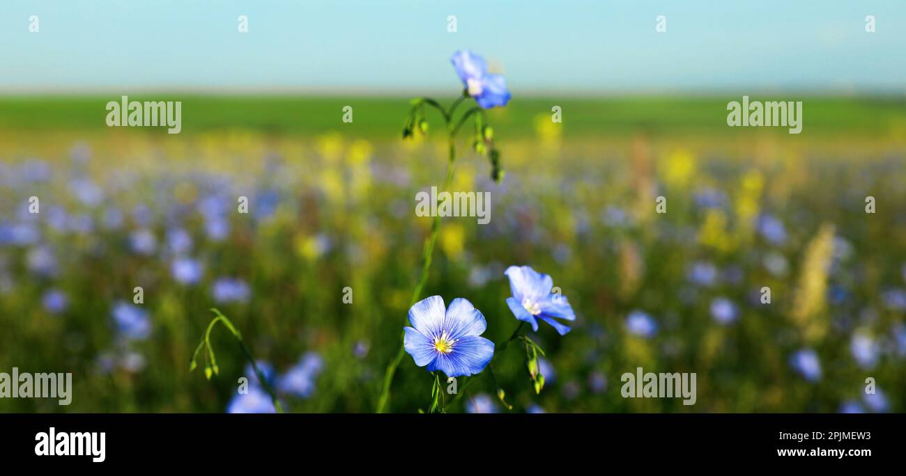 Beautiful blooming flax plants in meadow. Banner design Stock Photo - Alamy
