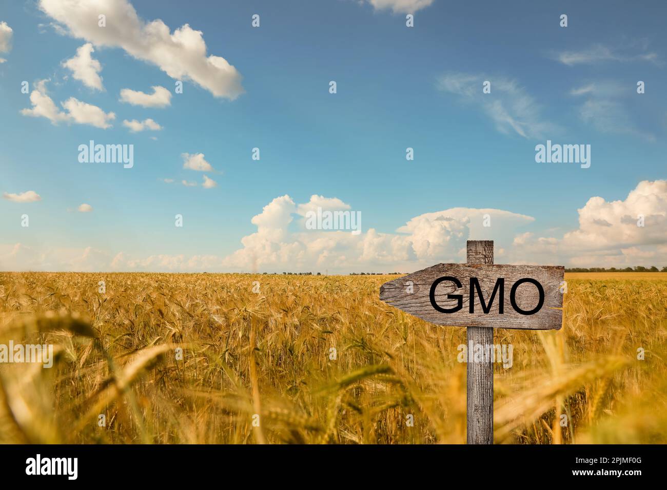 Wooden sign with abbreviation GMO in wheat field on sunny day Stock Photo - Alamy