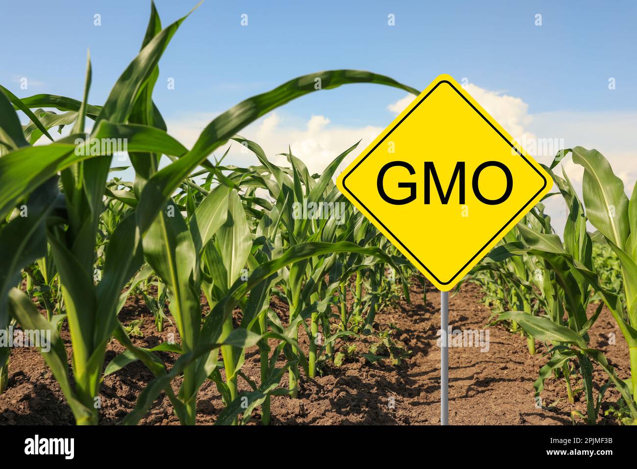 Transgenic corn hi-res stock photography and images - Alamy