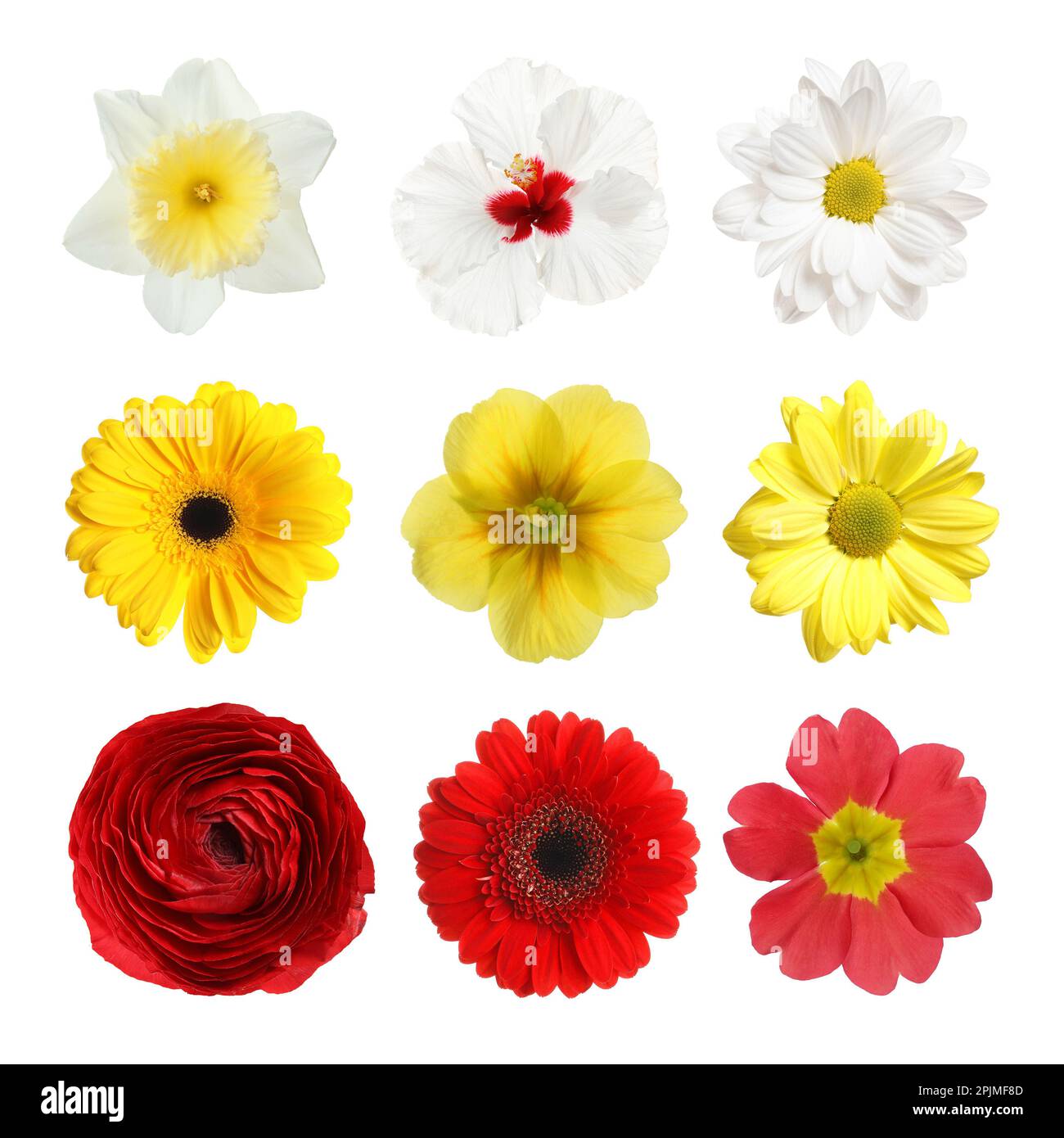 Set with different beautiful flowers on white background Stock Photo ...