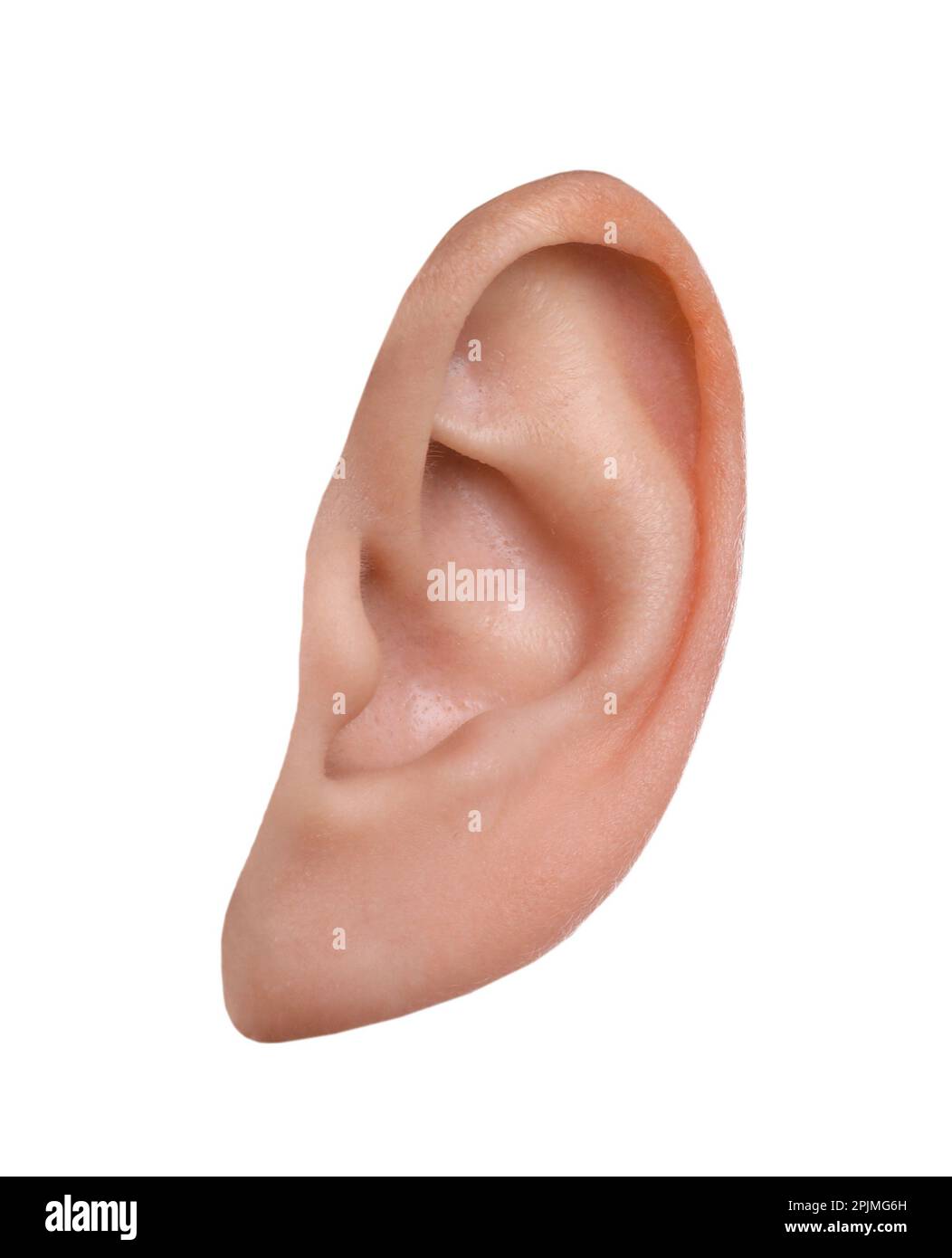 Human ear isolated on white. Organ of hearing and balance Stock Photo ...