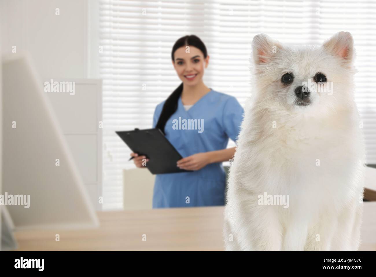 Veterinarian doc with adorable dog in clinic Stock Photo - Alamy