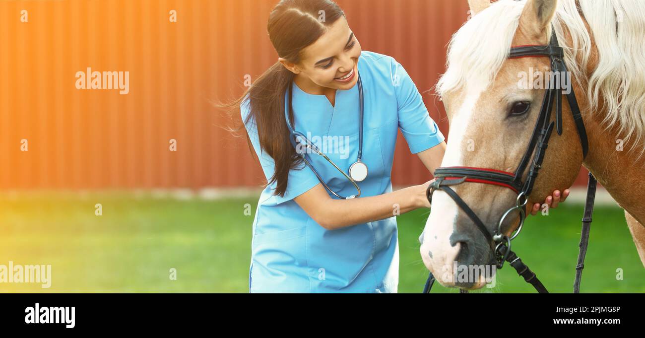 Young veterinarian with palomino horse outdoors on sunny day, space for ...