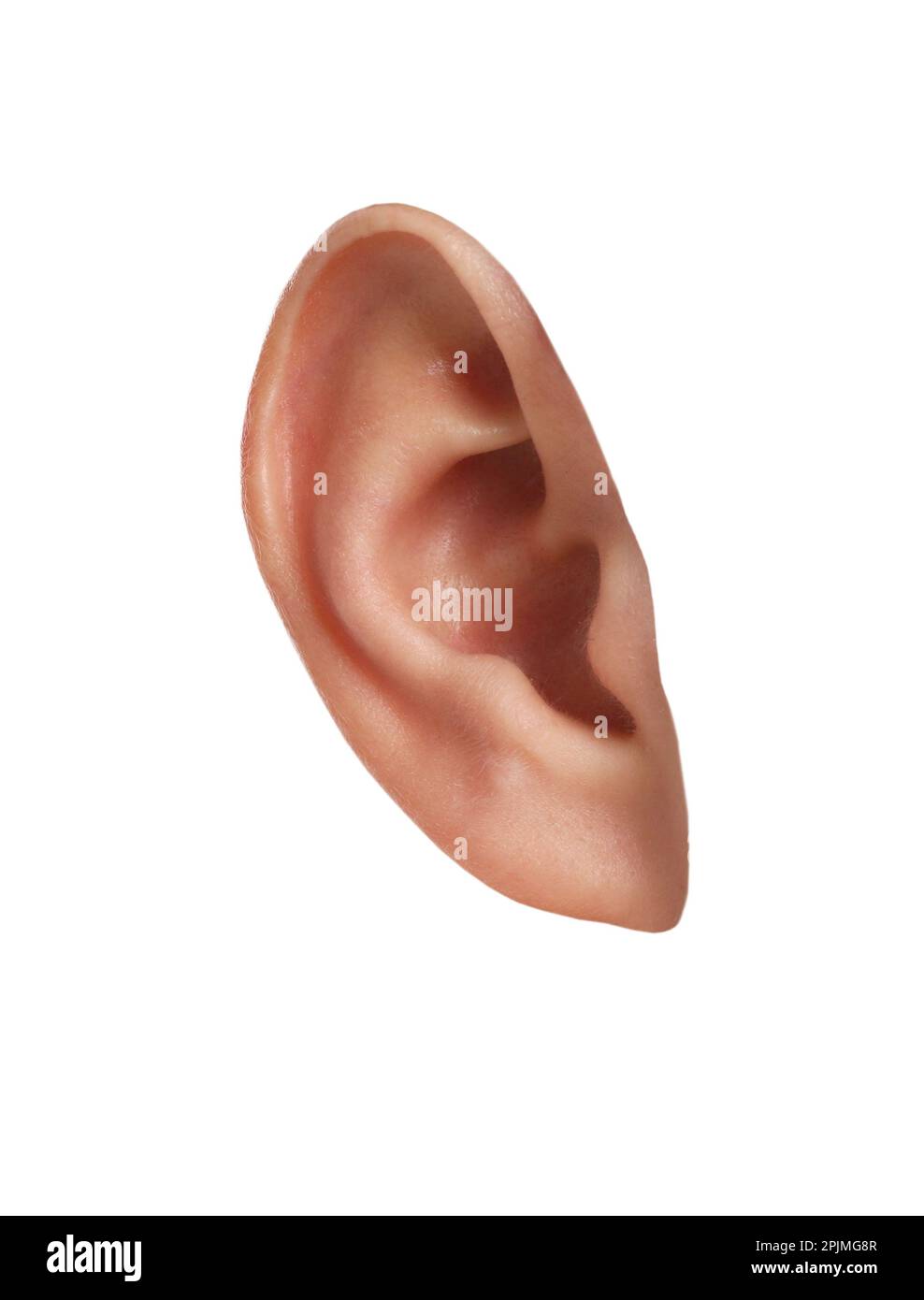 Human ear isolated on white. Organ of hearing and balance Stock Photo ...