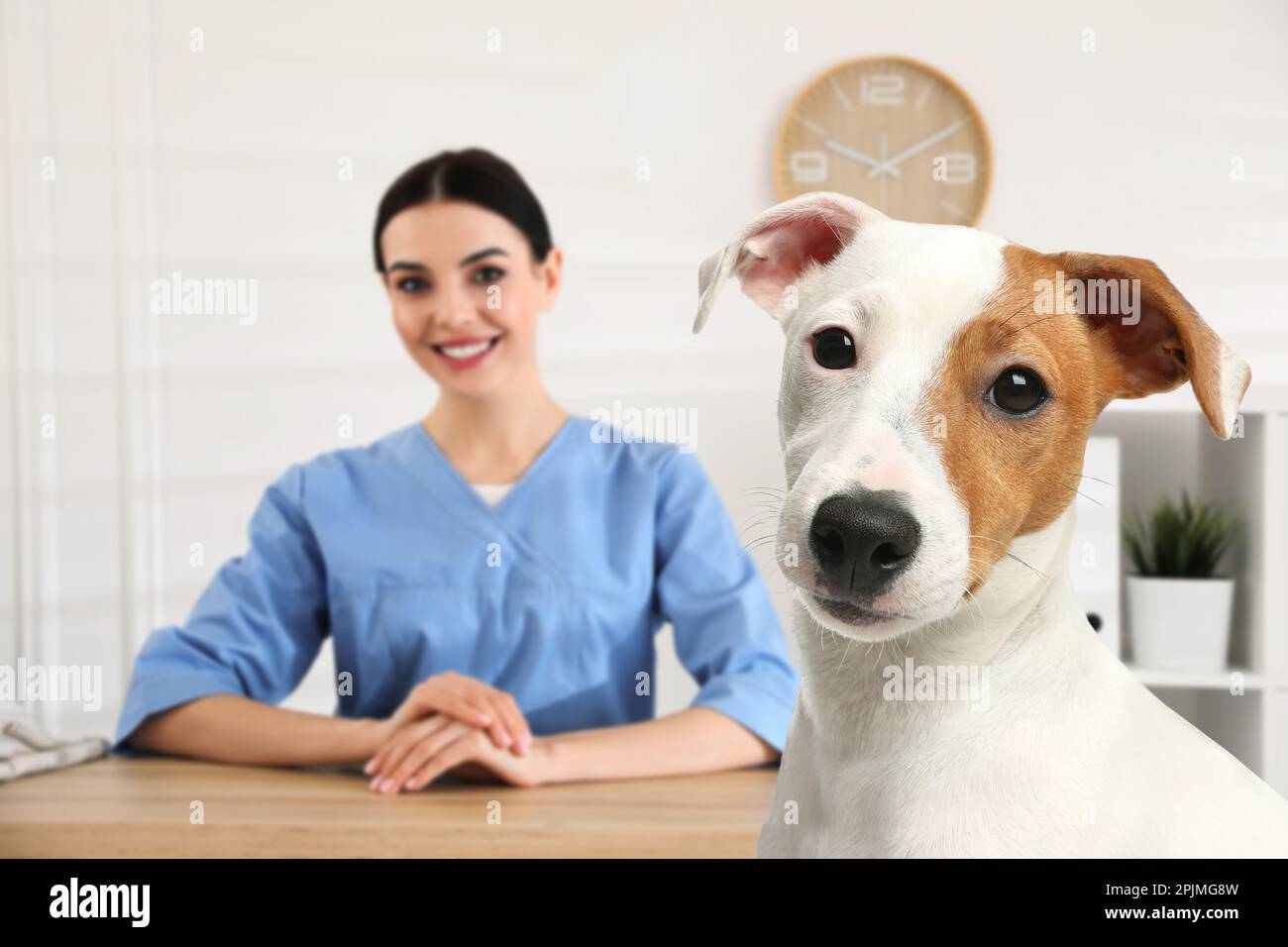 Veterinarian doc with adorable dog in clinic Stock Photo - Alamy