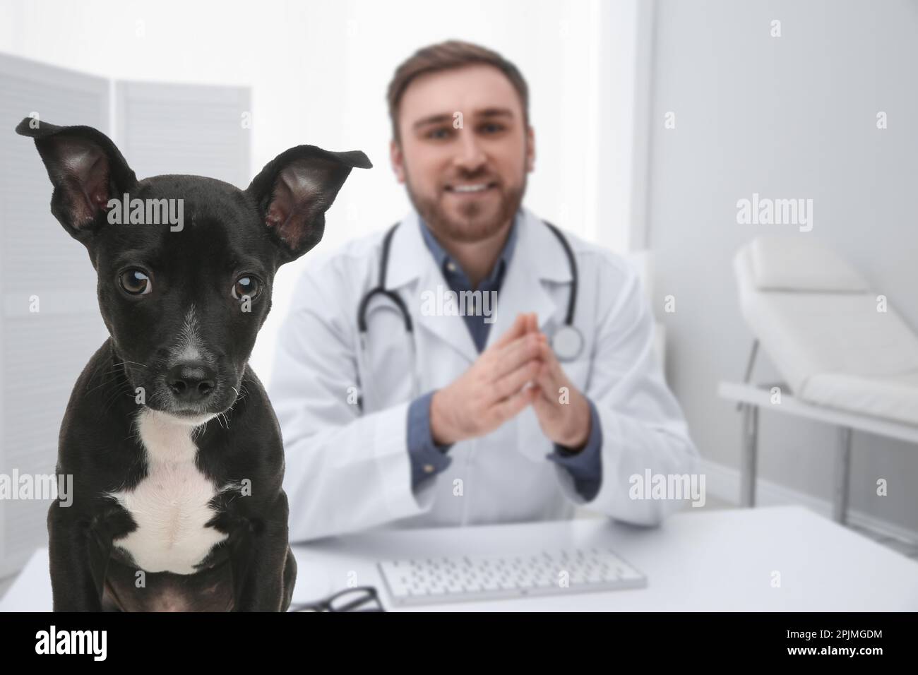 Veterinarian doc with adorable dog in clinic Stock Photo - Alamy