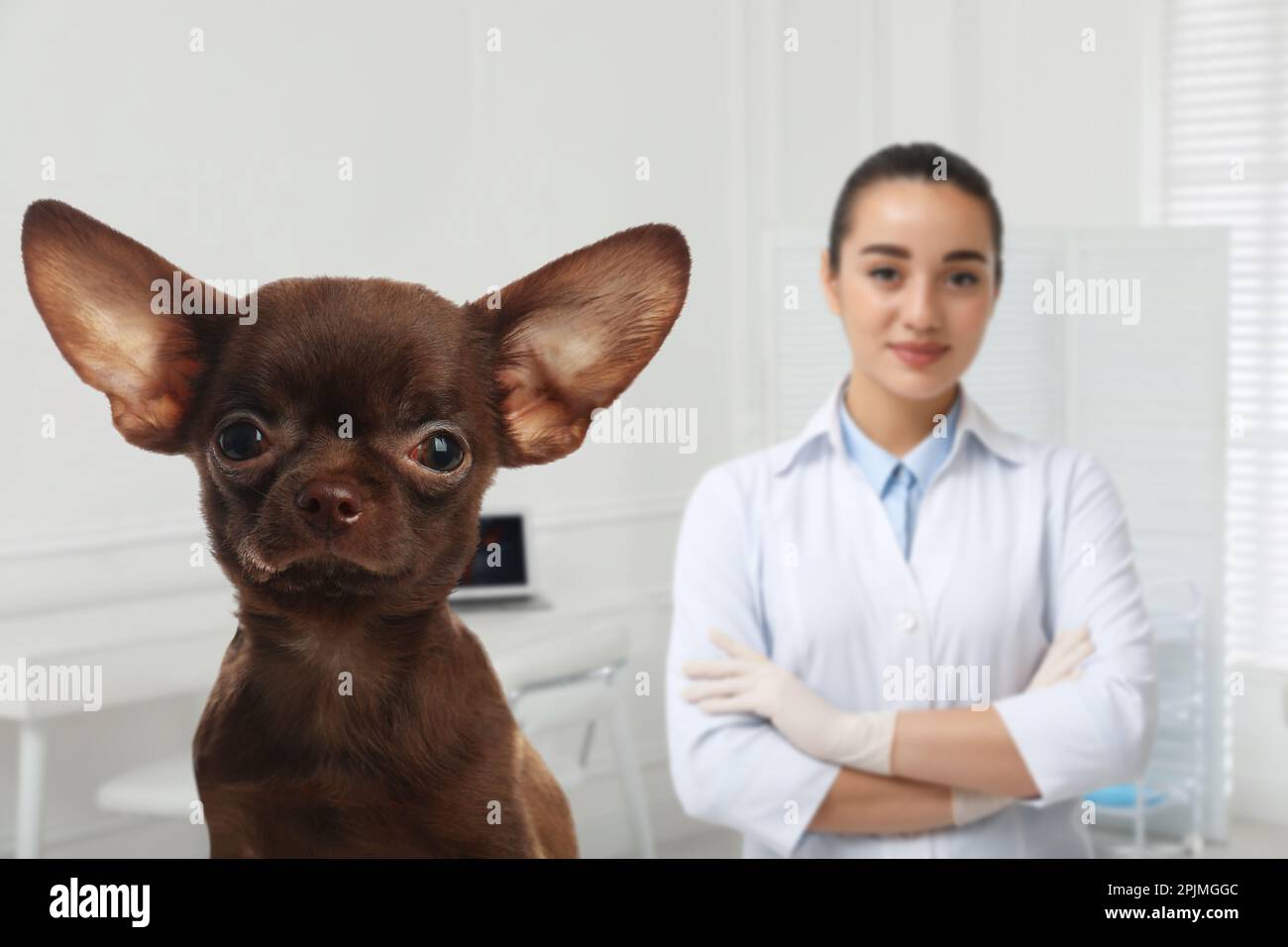 Veterinarian doc with adorable dog in clinic Stock Photo - Alamy
