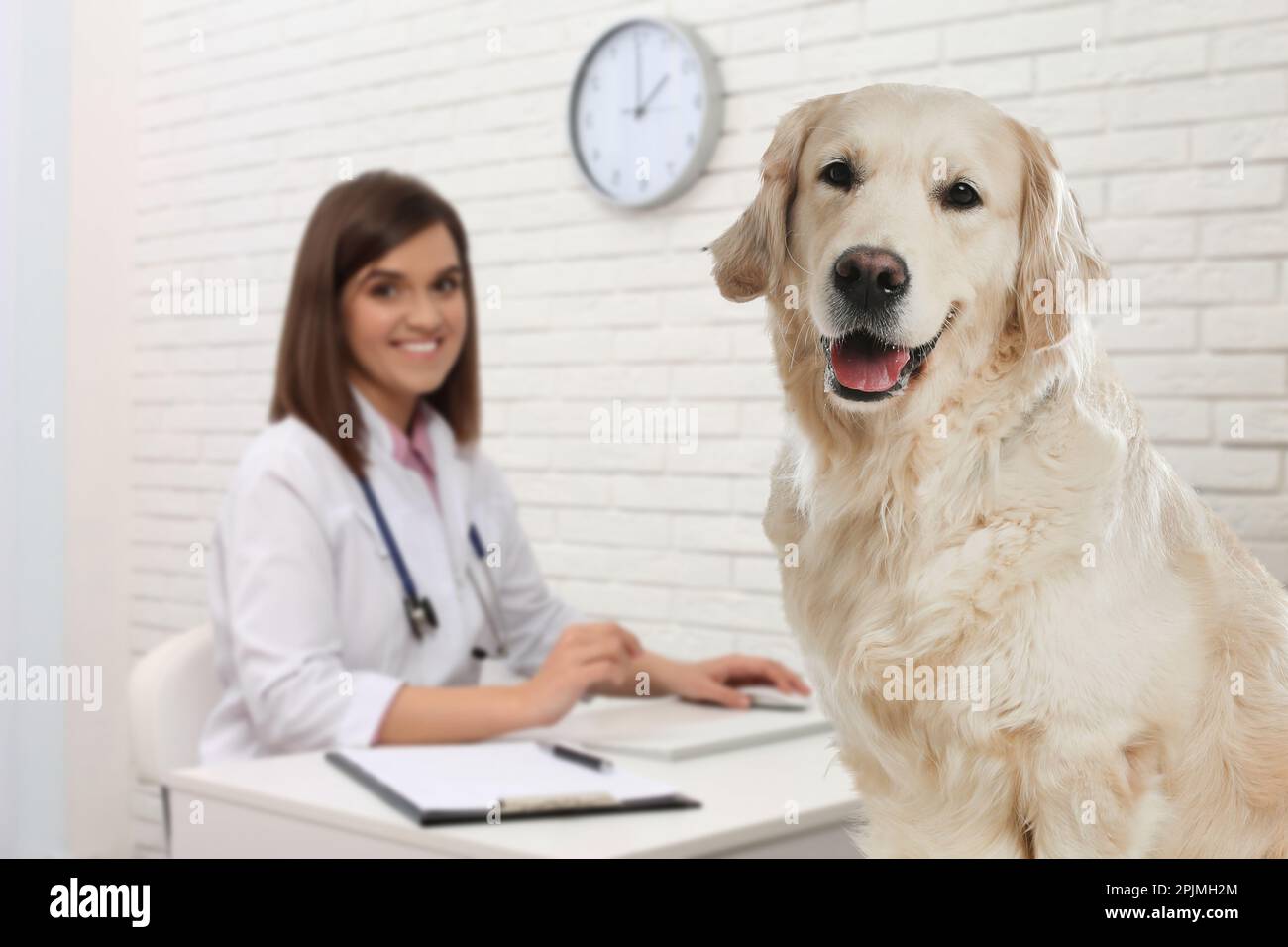 Veterinarian doc with adorable dog in clinic Stock Photo - Alamy