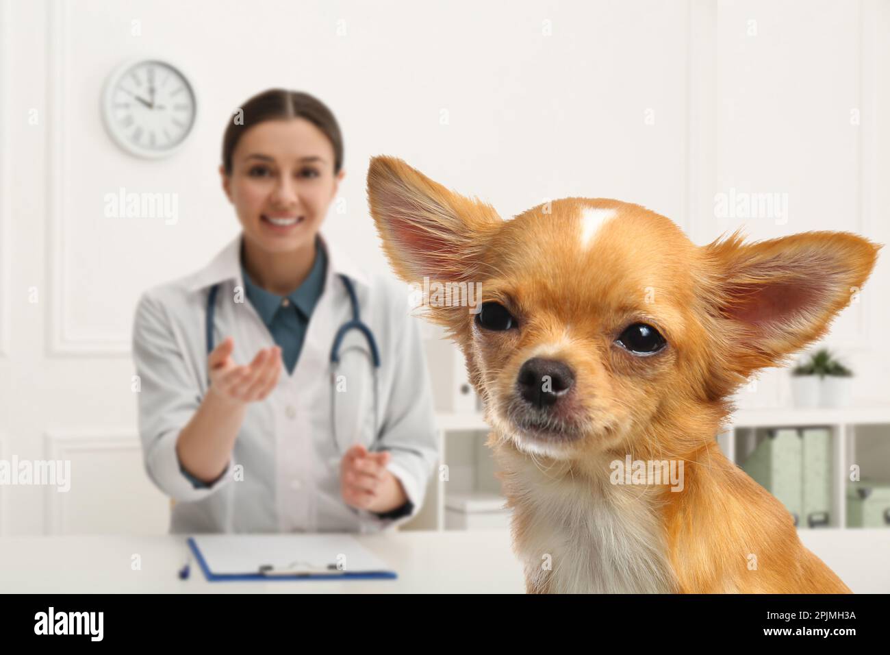 Adorable dog video hi-res stock photography and images - Alamy