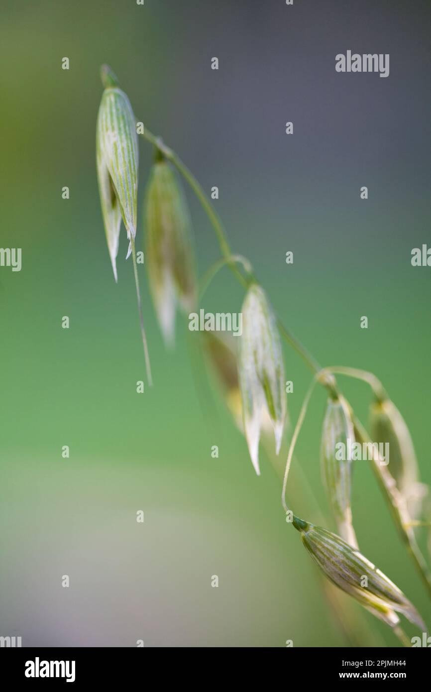 Close up of wild oat - Avena fatua Stock Photo - Alamy