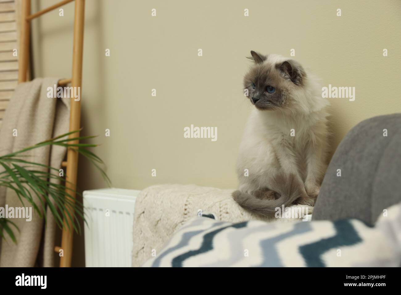 Cute Birman cat on radiator with knitted plaid indoors Stock Photo - Alamy