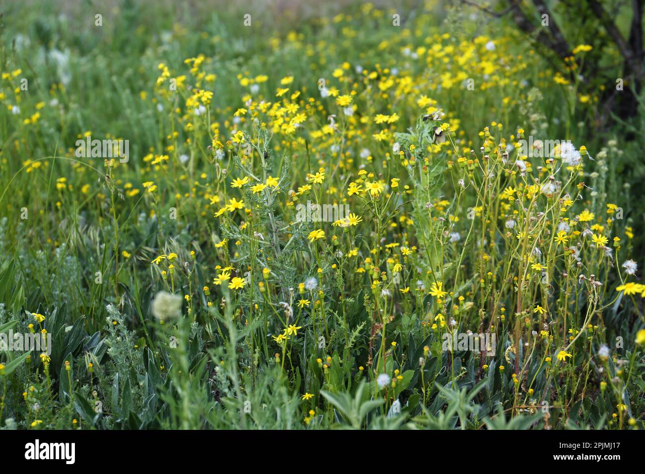Different beautiful wildflowers growing in field on spring day Stock ...