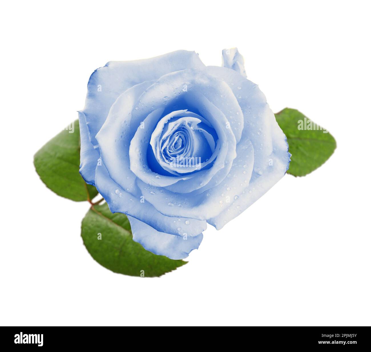 Beautiful blooming light blue rose on white background Stock Photo - Alamy