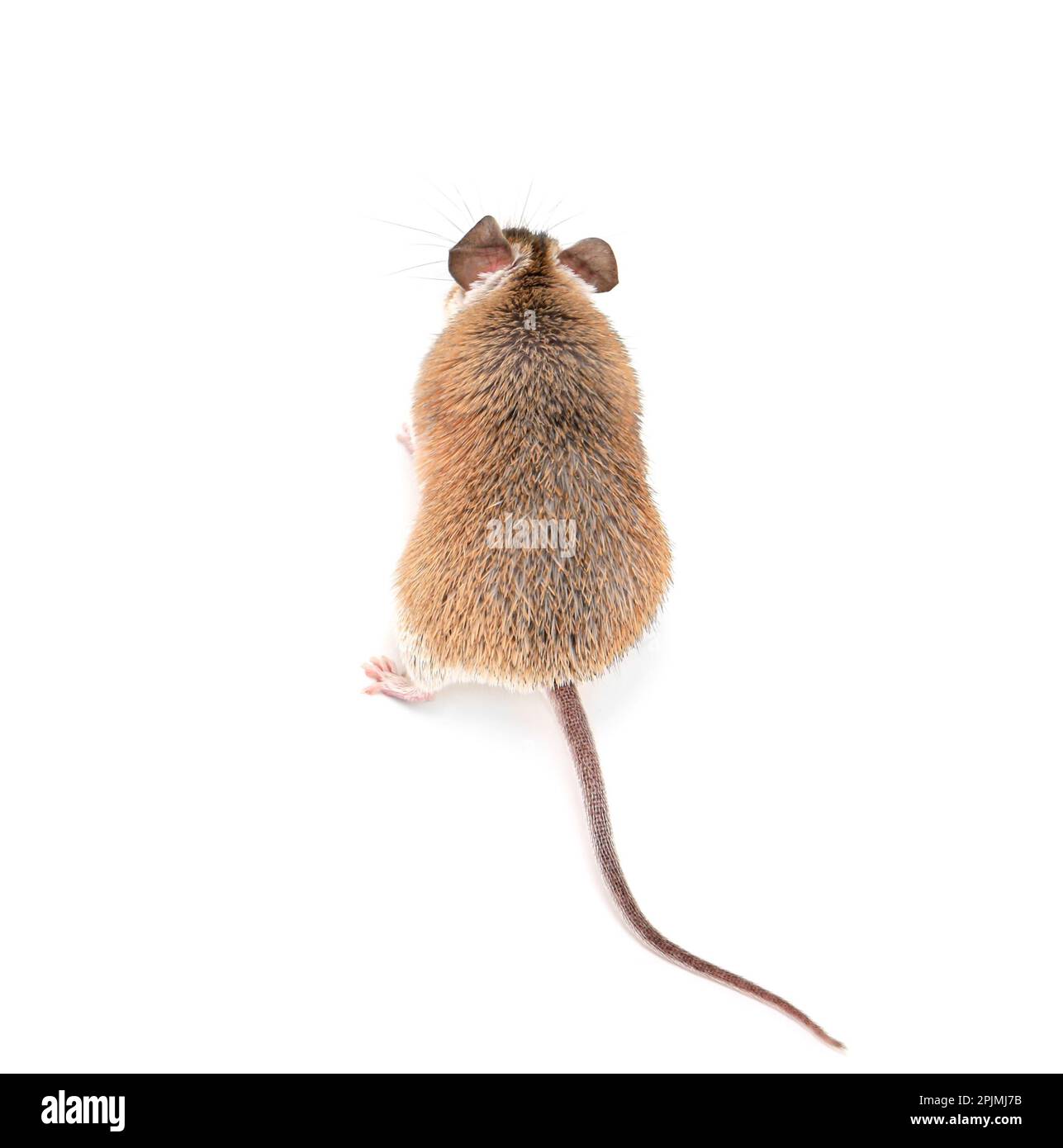 Small cute spiny mouse on white background Stock Photo - Alamy