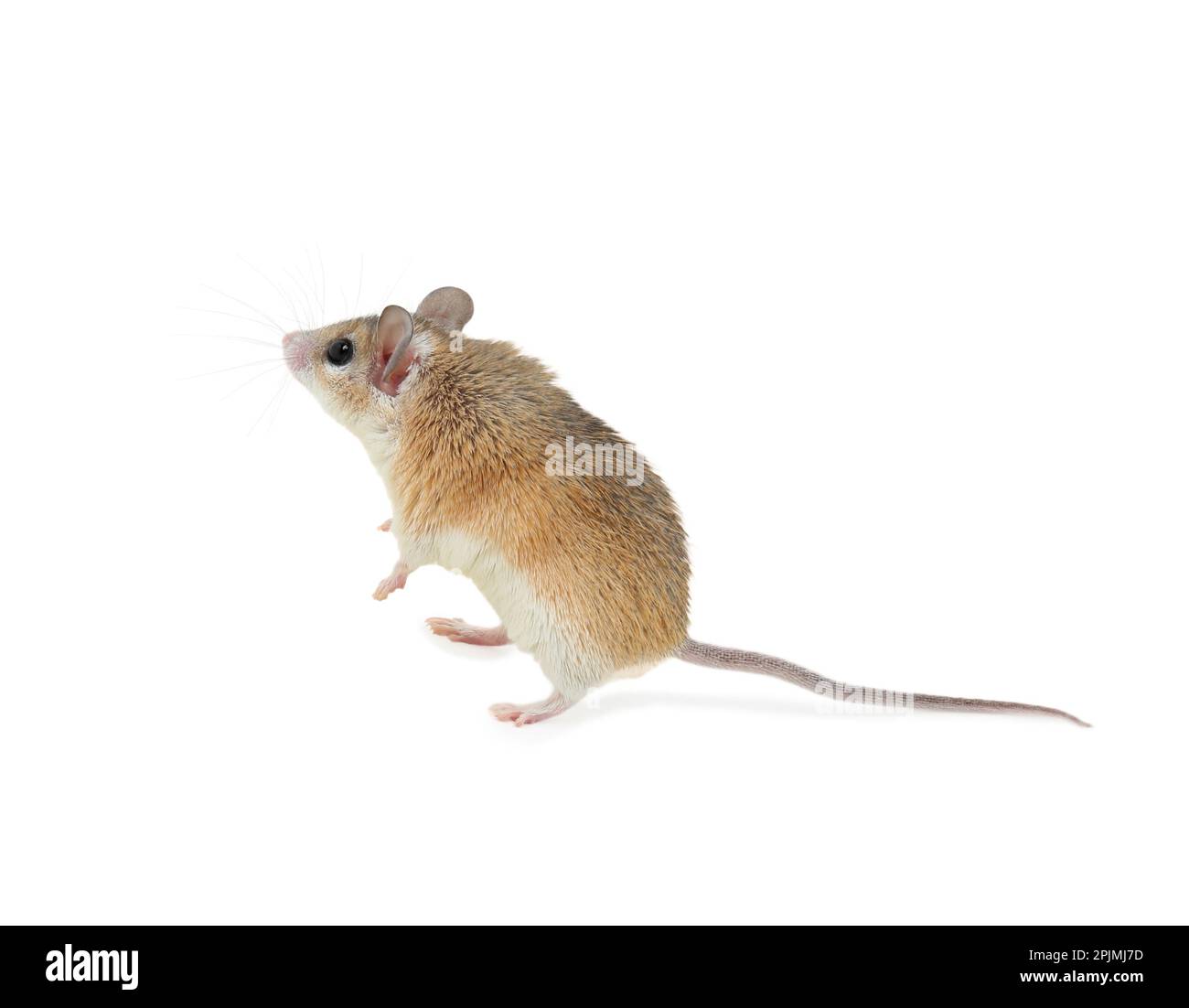 Spiny mouse Cut Out Stock Images & Pictures - Alamy