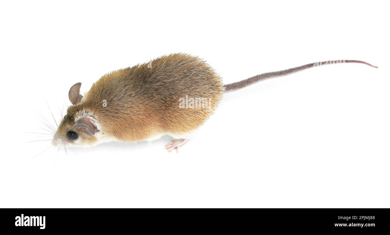 Spiny mouse and running ball on white background Stock Photo - Alamy