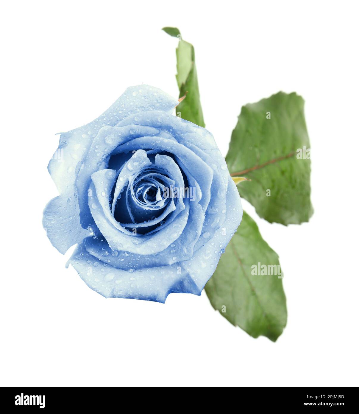 Beautiful blooming light blue rose on white background Stock Photo - Alamy