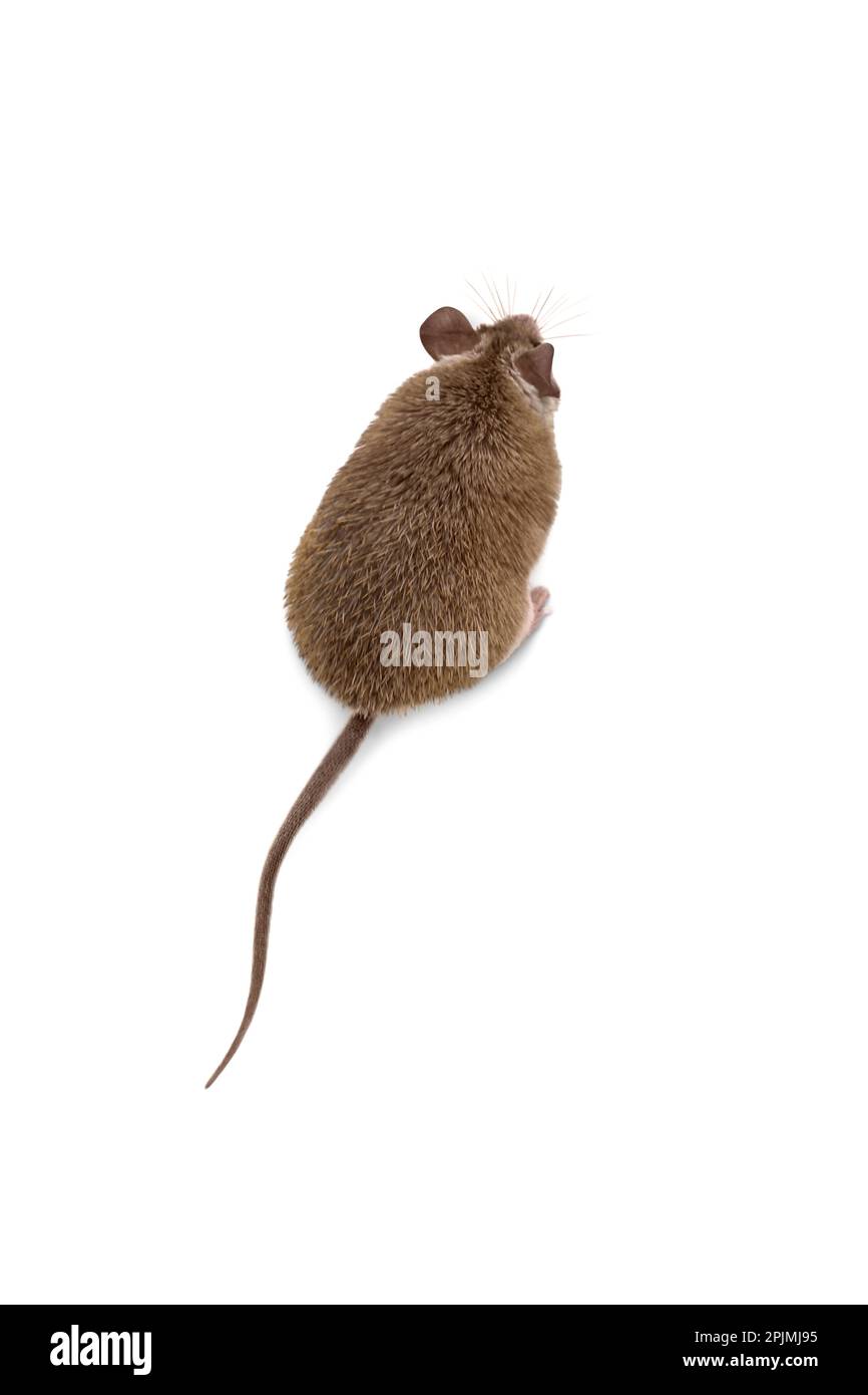Spiny mouse Cut Out Stock Images & Pictures - Alamy
