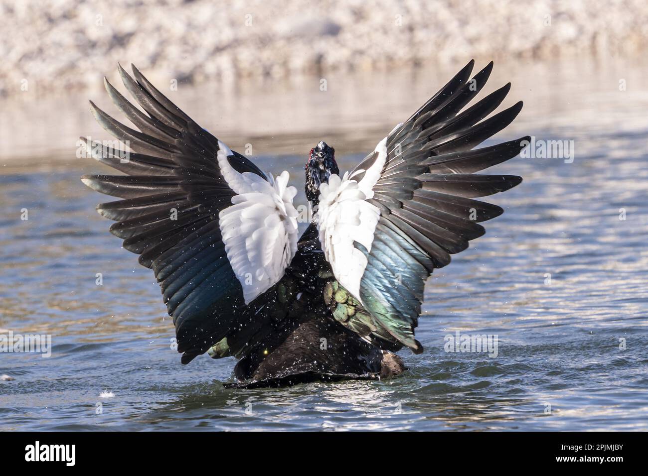 Magpie goose in flight hi-res stock photography and images - Alamy