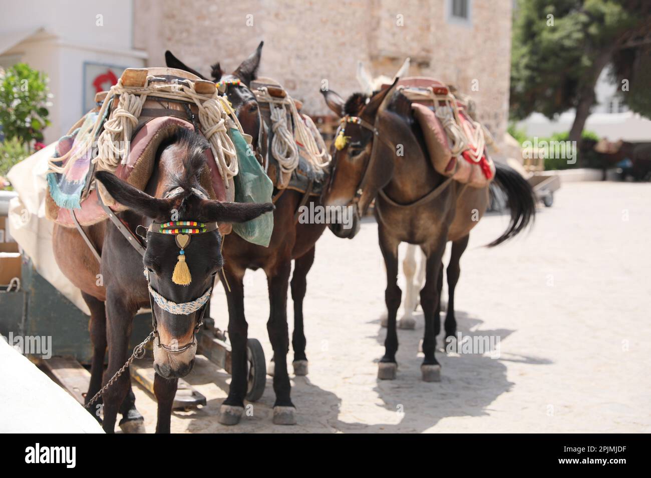Cute donkeys with tack and pretty accessories on city street Stock ...