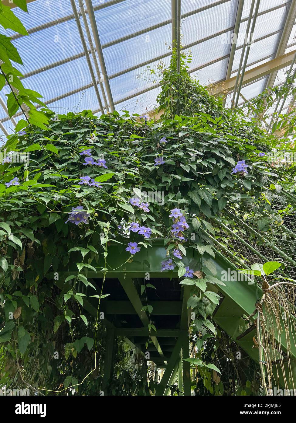 Beautiful blooming morning glory plants in greenhouse on sunny day ...