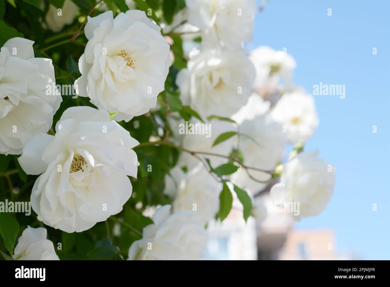 Beautiful blooming rose bush outdoors, closeup view Stock Photo - Alamy